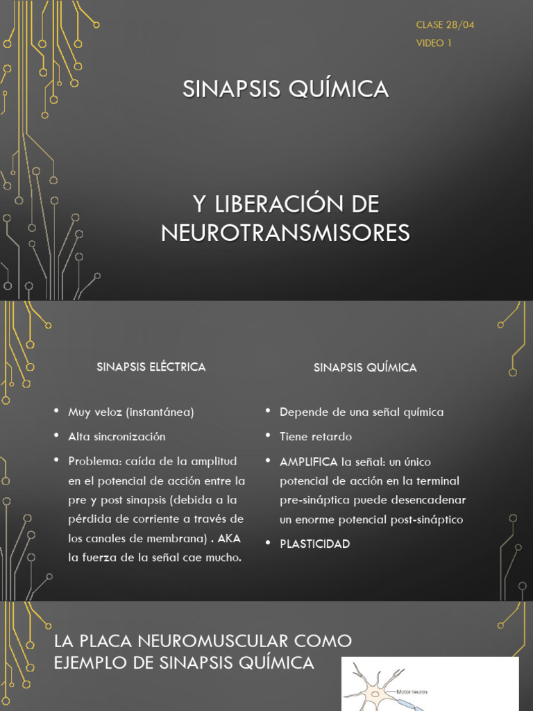Neurotransmisores y Su Liberación | PDF | Sinapsis | Sinapsis química