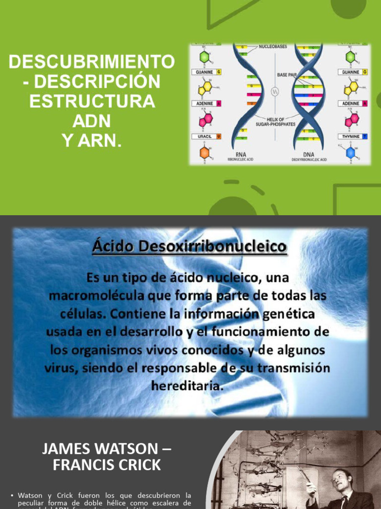 Adn - Arn | PDF