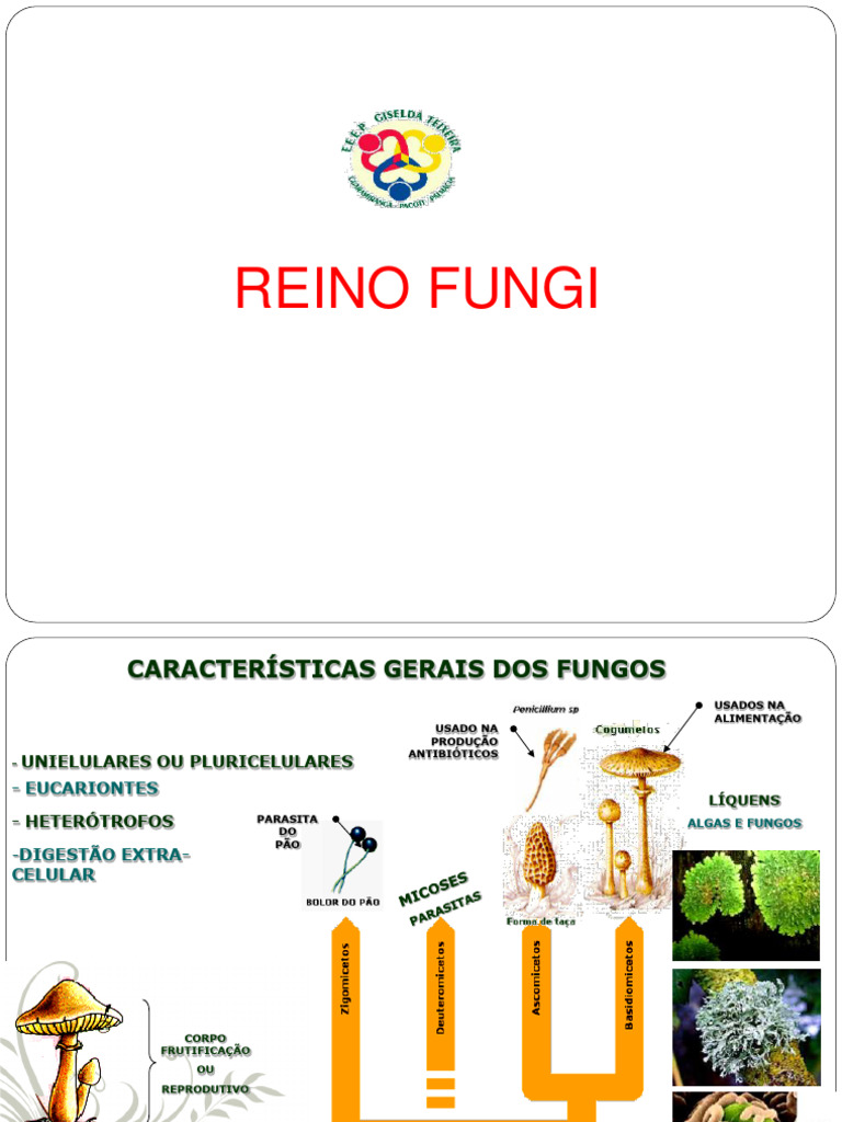 Aula Reino Fungi-01-1 | PDF | Fungo | Fermento