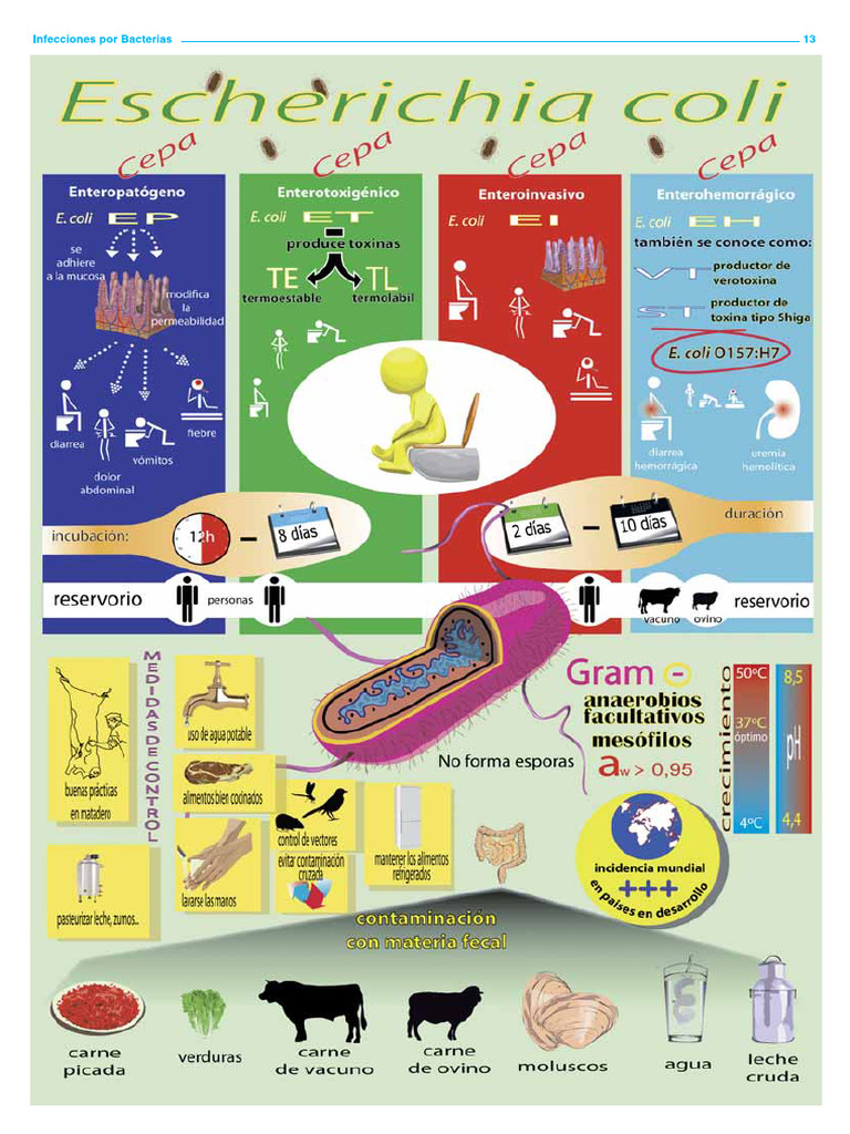 Guía Escherichia Coli | PDF