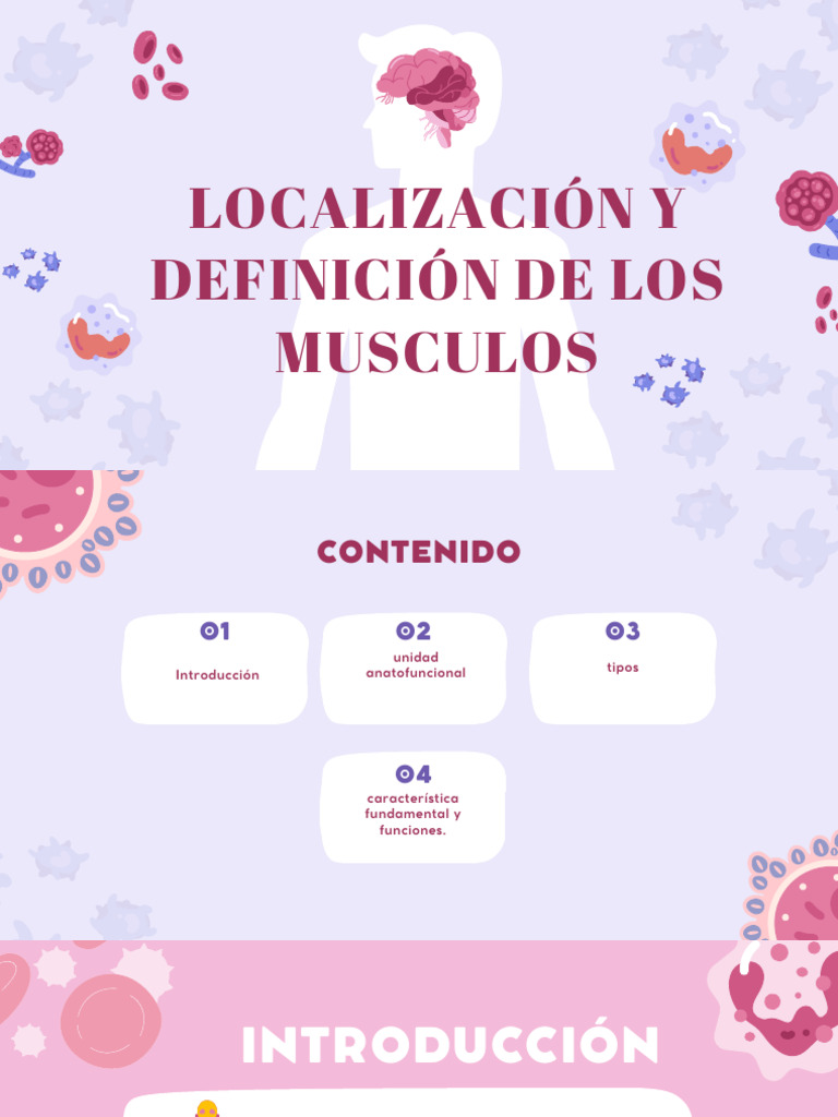 Localización de Los Músculos y Su Definición | PDF | Hematopoyesis ...