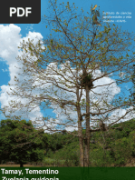 Características del Árbol de Melina | PDF | Plantas | Botánica