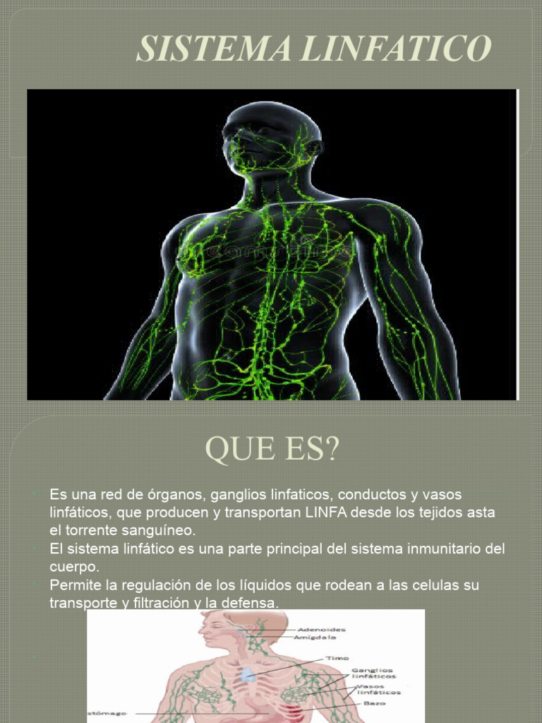 Funciones y Estructura del Sistema Linfático | PDF | Sistema linfático ...