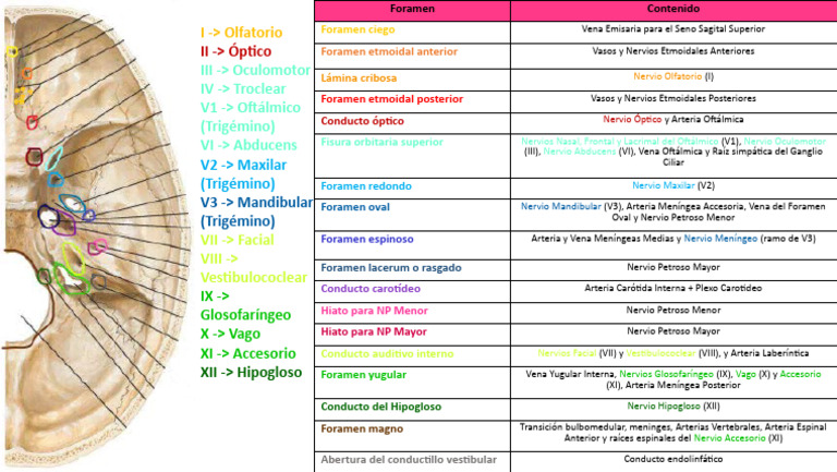 Endobase | PDF | Cabeza y cuello humanos | Anatomía humana