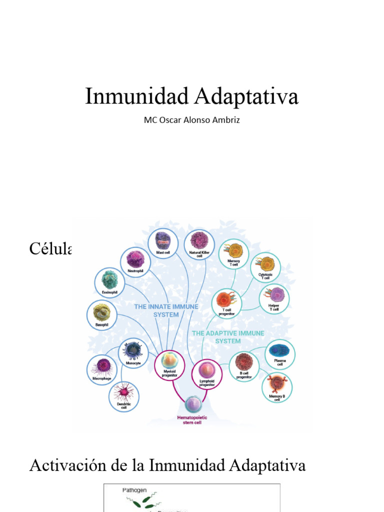 Inmunidad Adaptativa | PDF | Linfocitos | Sistema inmune