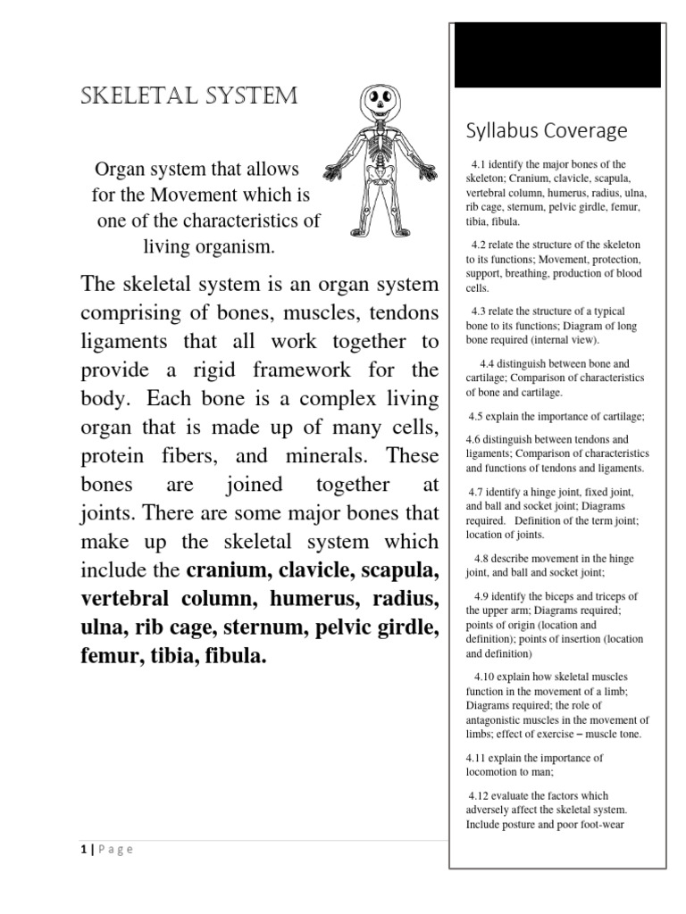Skeletal System | PDF | Bone | Skeleton