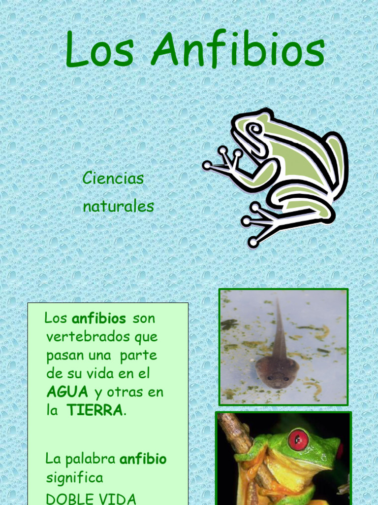 Ciclo de Vida y Características de Anfibios | PDF