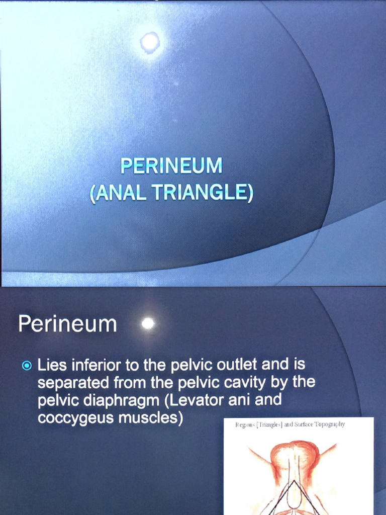 Perineum Anal Triangle Alalong 2017 | PDF