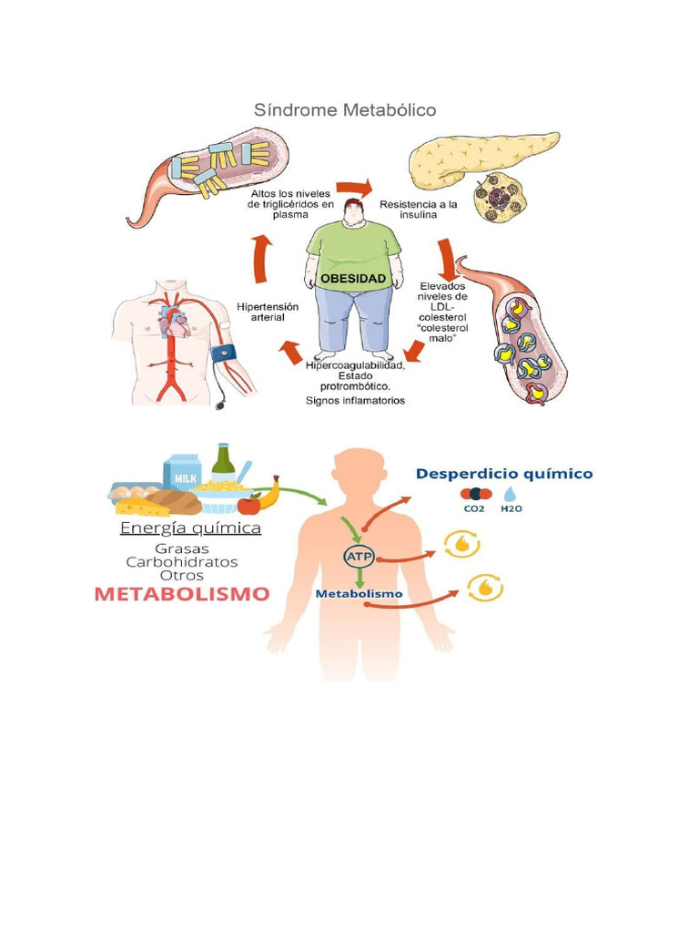 Imagen Del Sistema Metabolico | PDF