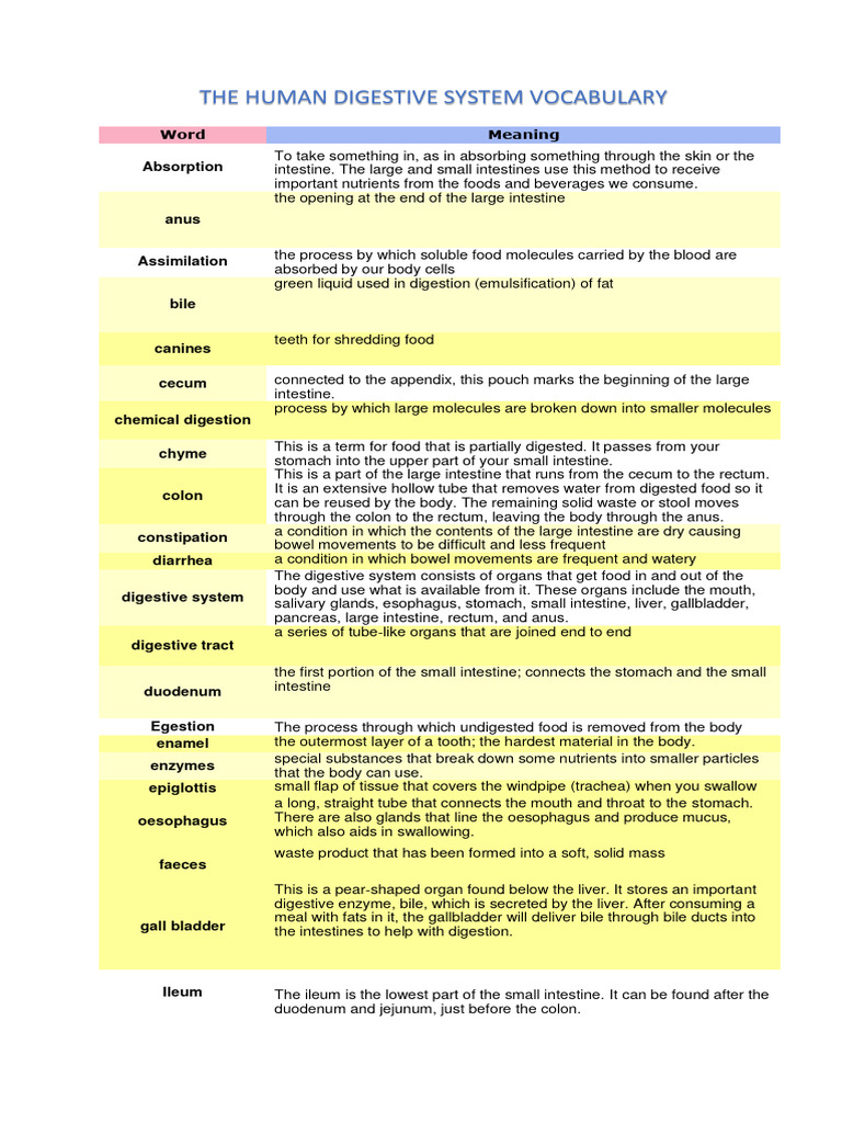 Human Digestive System Vocabulary Guide | PDF | Gastrointestinal Tract ...