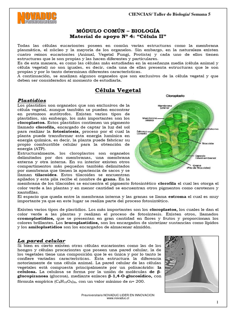 SEMANA 5 - 6 MAYO GUÍA 4 BIOLOGÍA COMÚN 2024 Célula Vegetal 2 | PDF ...