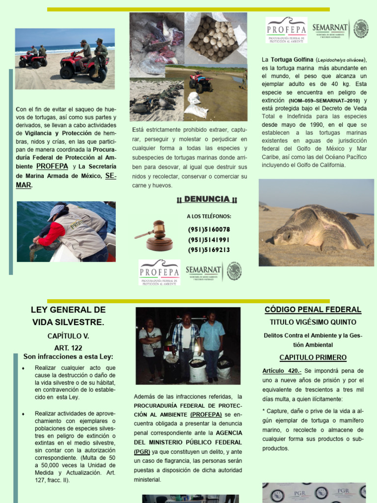 TRIPTICO_TORTUGA_DIFUSIÓN[1] | Descargar gratis PDF | Tortuga marina