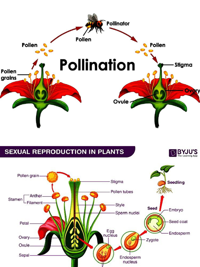 Best All About Pollination | PDF