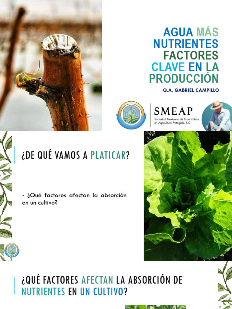Agua y Nutrientes - Gabriel Campillo | PDF | Riego | Absorción (Química)
