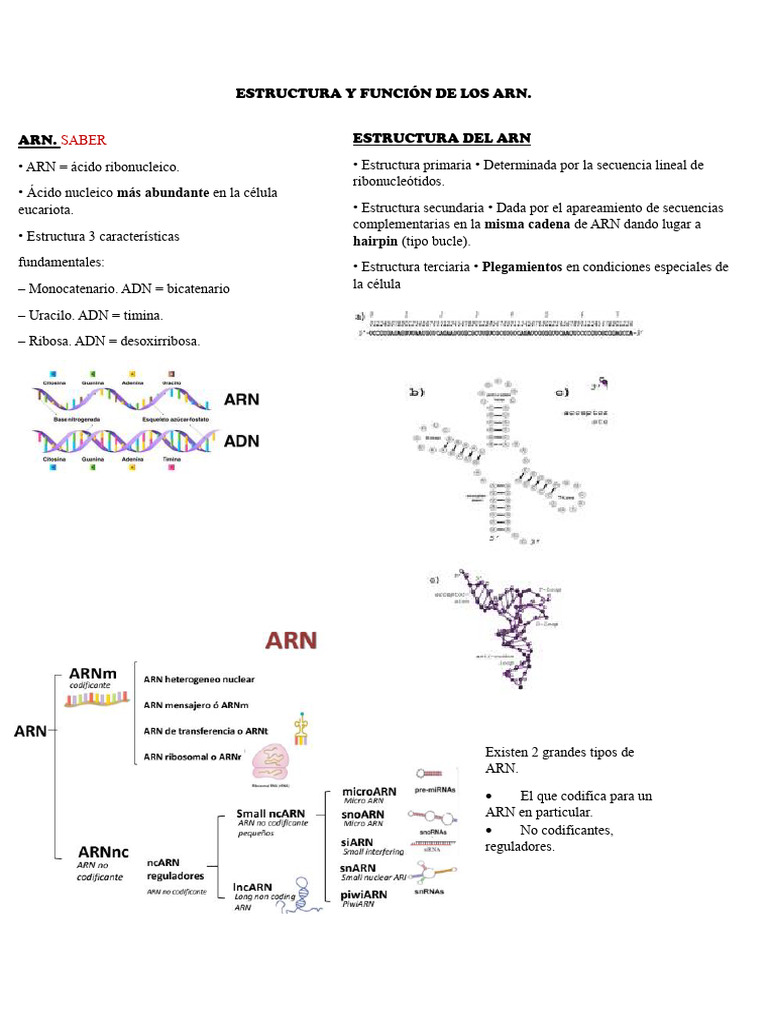 Estructura y Función de Los Arn | PDF | Rna | Messenger Rna