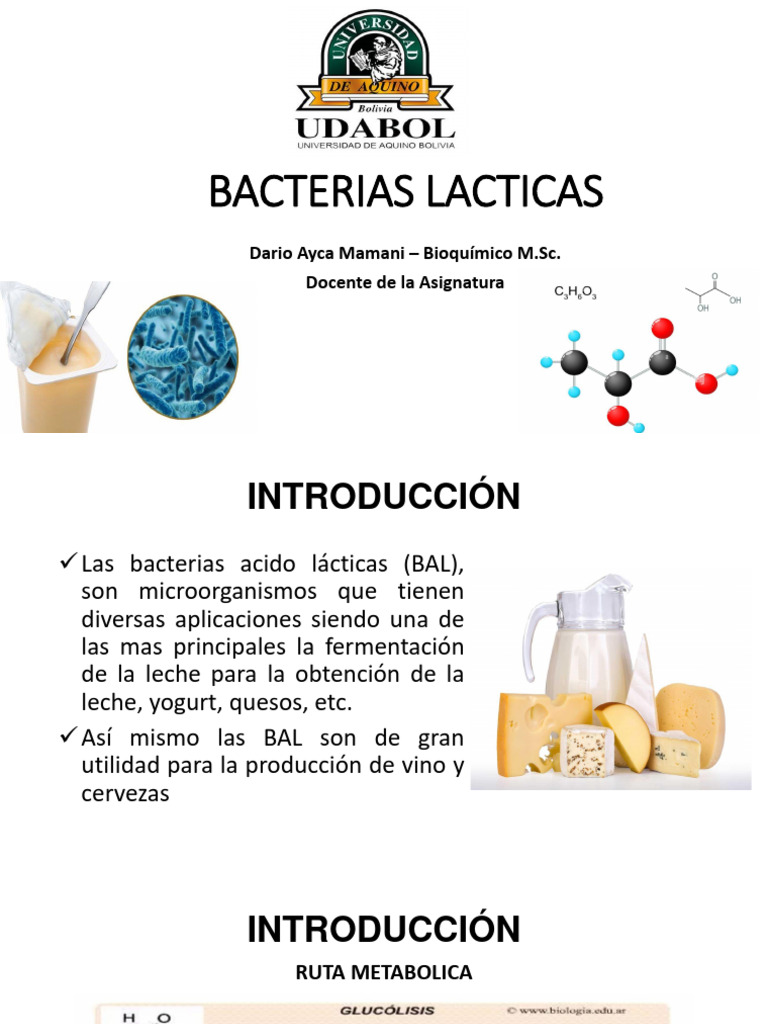 Bacterias Lacticas | PDF | Yogur | Fermentación