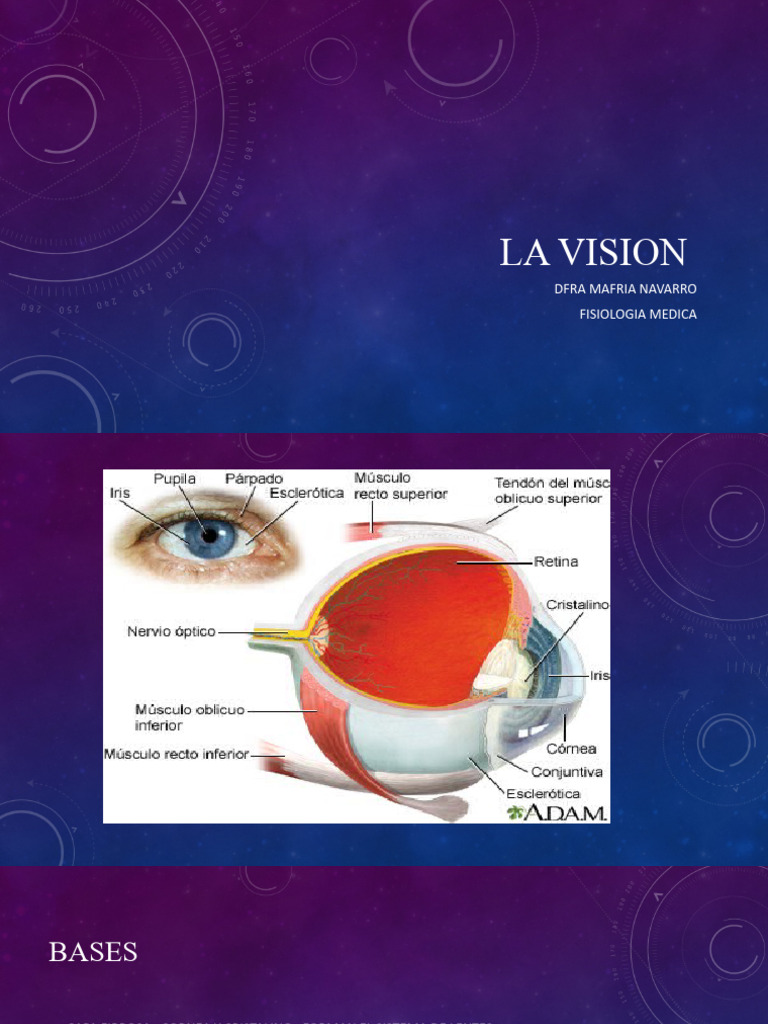La Vision Fisiologia | PDF | Percepción visual | Ojo humano