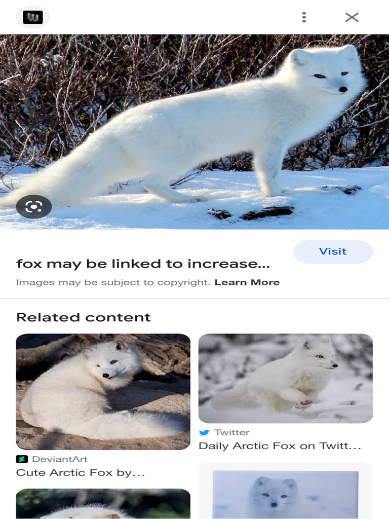Arctic Fox - Google Search | PDF