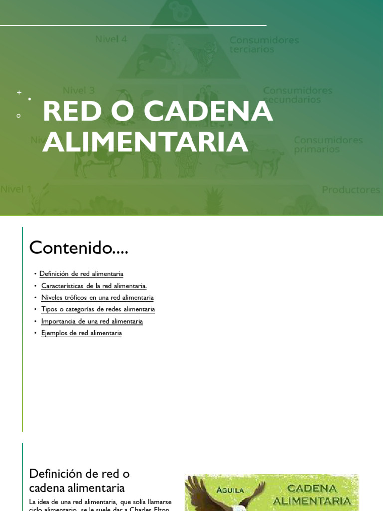 Redes Alimentarias: Guía Esencial | PDF | Red alimentaria | Producción ...