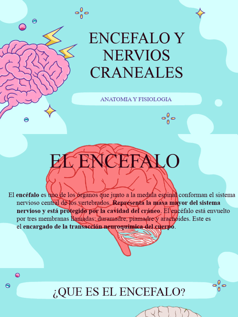 Encefalo 2 | PDF | Cerebro | Sistema nervioso central