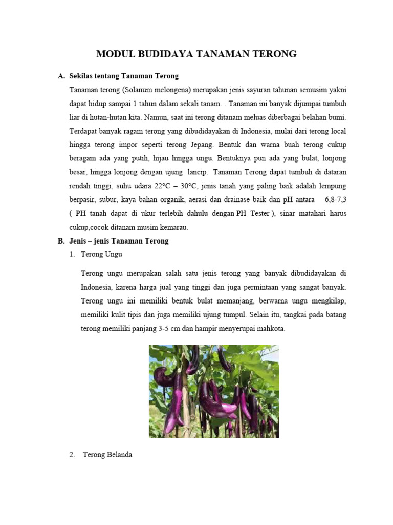 MODUL BUDIDAYA TANAMAN TERONG Ungu | PDF