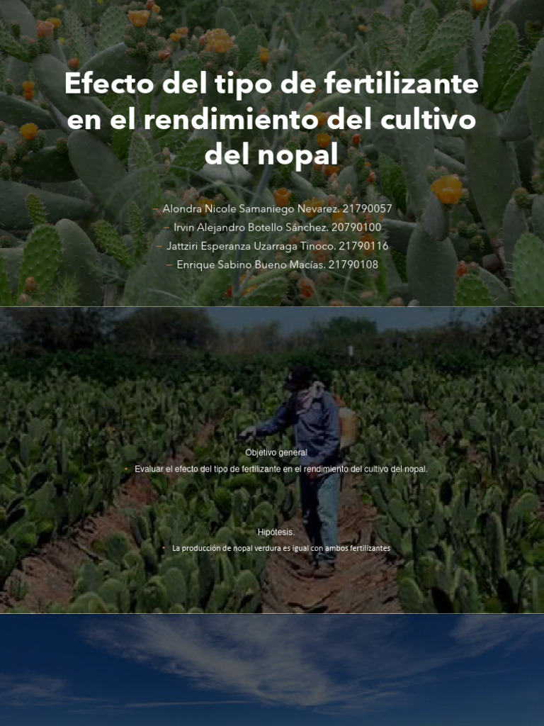 Efecto Del Tipo de Fertilizante en El Rendimiento Del Cultivo Del Nopal | PDF | Agricultura ...