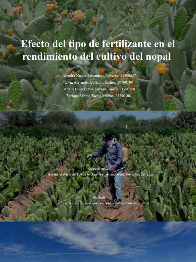 Efecto Del Tipo de Fertilizante en El Rendimiento Del Cultivo Del Nopal | PDF | Fertilizante ...