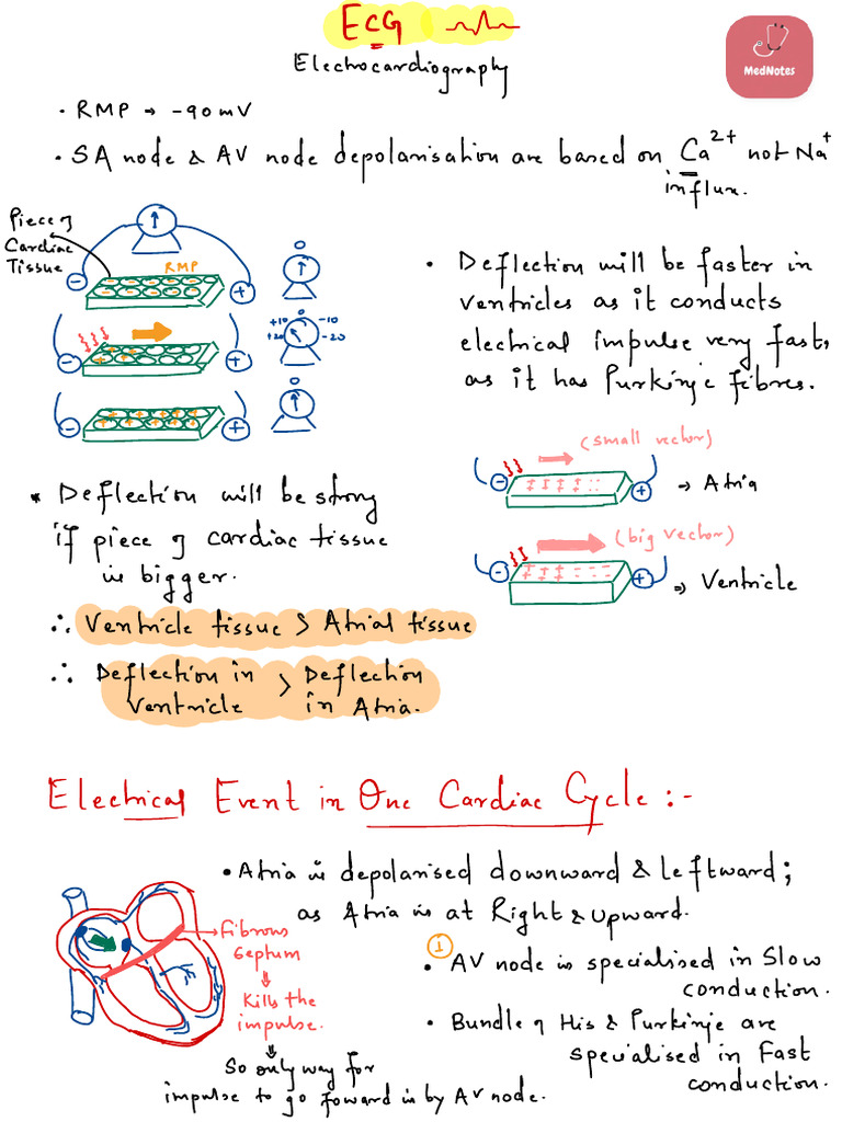 ECG Basics | PDF | Electrocardiography | Cardiac Electrophysiology