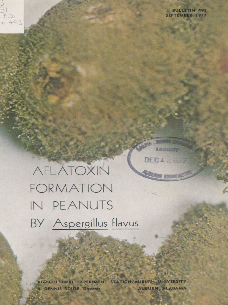 Aflatoxin and Aspergillus Falvus Good Info | PDF | Aspergillus