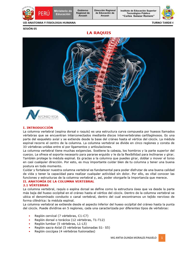 Módulo 05 Ud Anatomía 2024 Pdf La Columna Vertebral Vértebra
