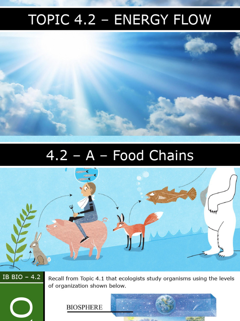 4.2 - A - Food Chains | Download Free PDF | Food Web | Ecosystem