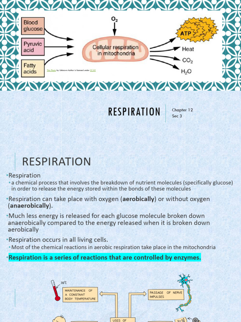Chapter 12 Respiration | Download Free PDF | Cellular Respiration ...