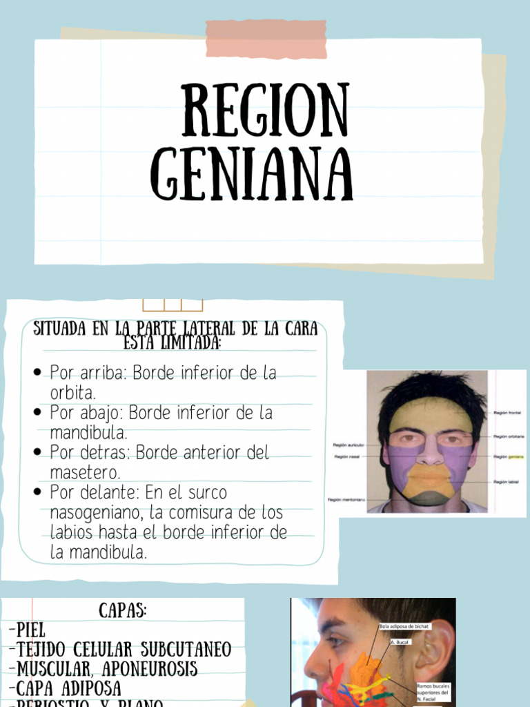 Region Geniana y Labial | PDF