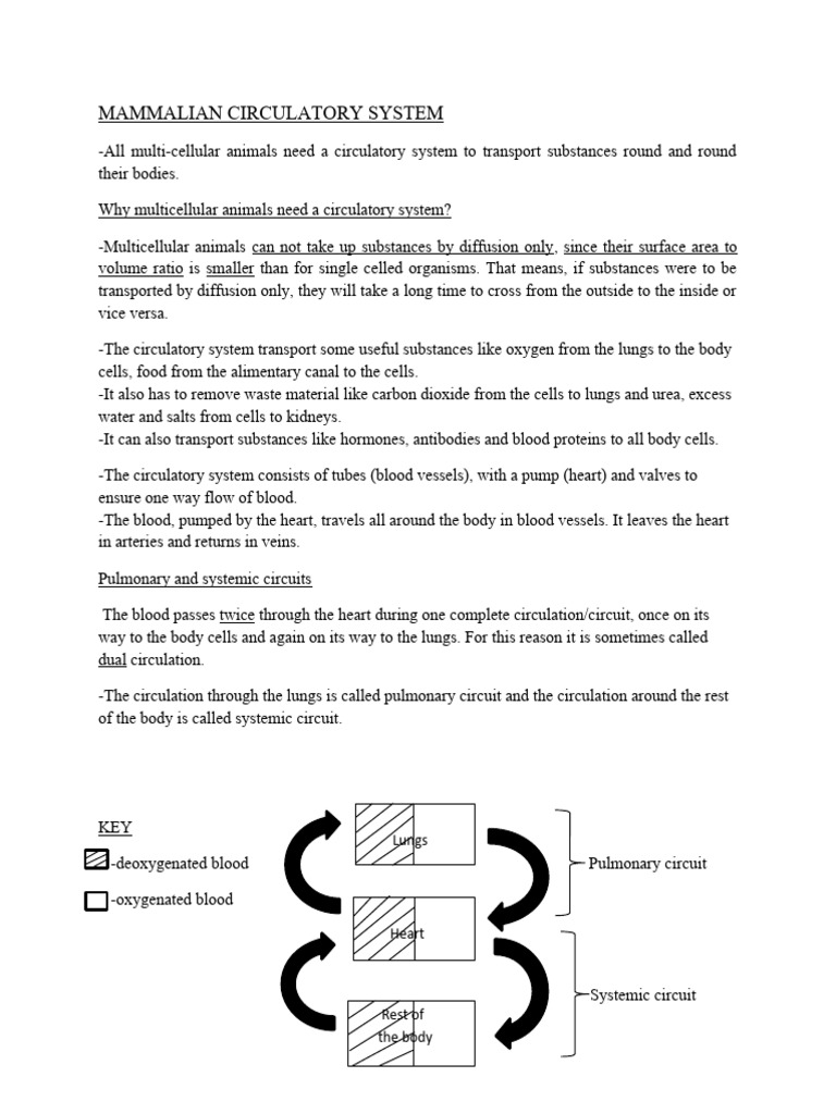 Mammalian Circulatory System | PDF | Heart | Blood Type