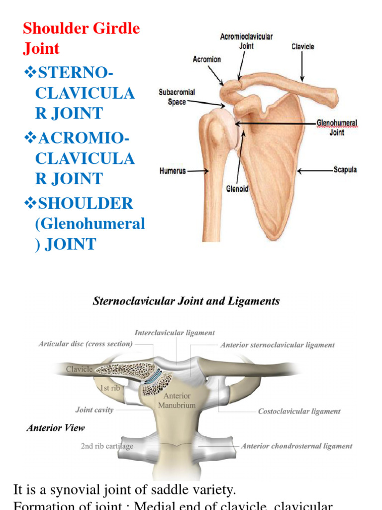 Shoulder Girdle Joint: Sterno | PDF | Elbow | Human Anatomy