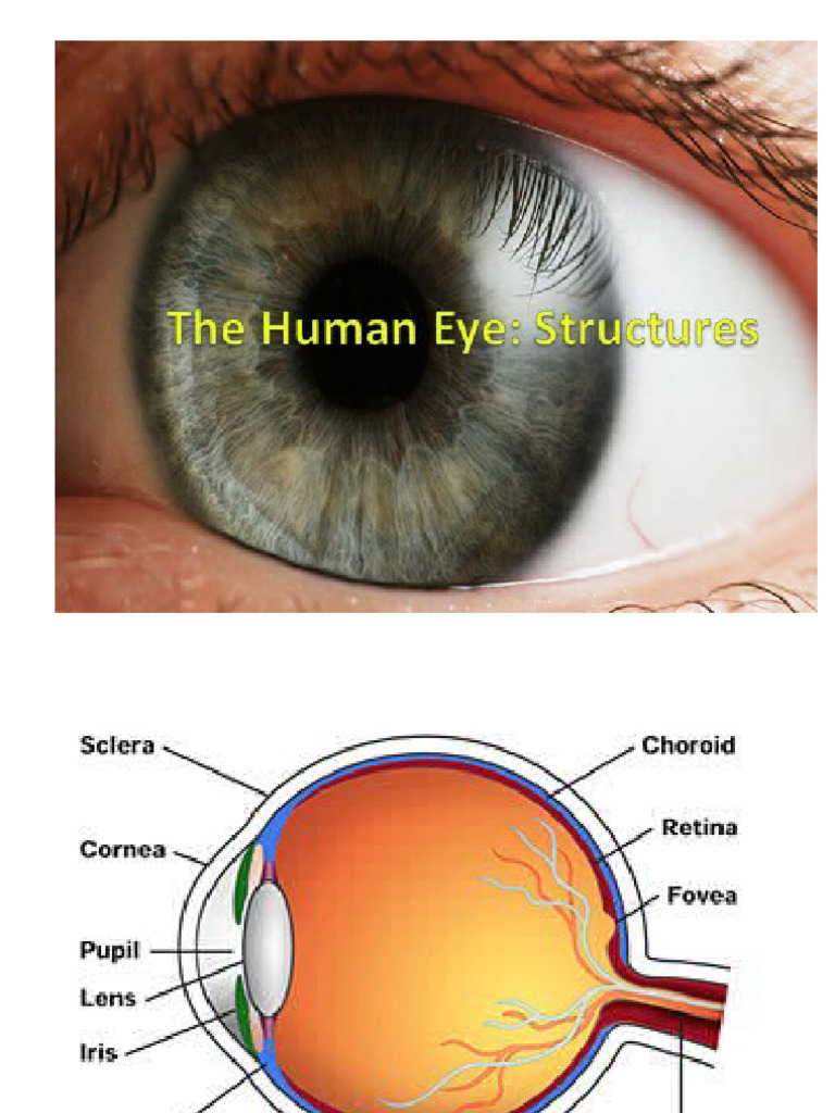 The Human Eye PowerPoint | PDF | Human Eye | Eye