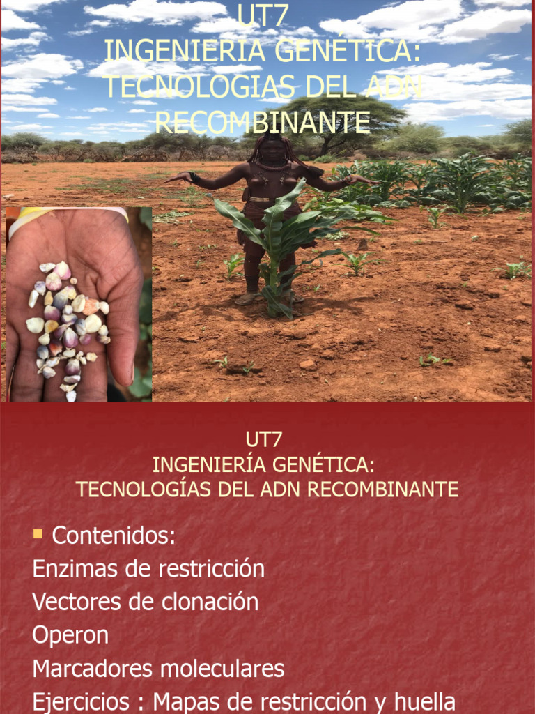 Ut7 INGENIERIA GENÉTICA23 | PDF | Adn | Ingeniería genética