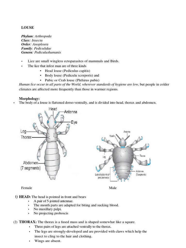 Lice and Cyclops Notes | PDF