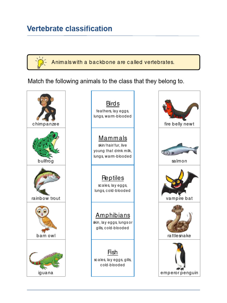 Grade 3 Animal Classification A | PDF | Skin | Egg