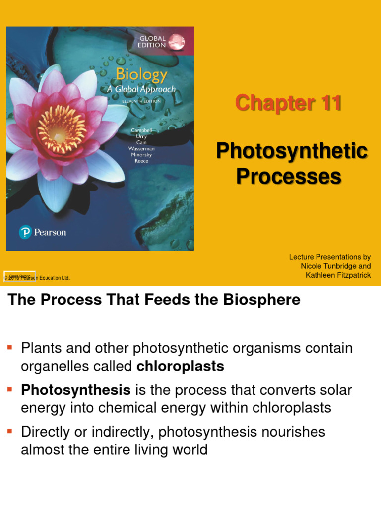 11 Lecture Presentation | Download Free PDF | Chloroplast | Photosynthesis