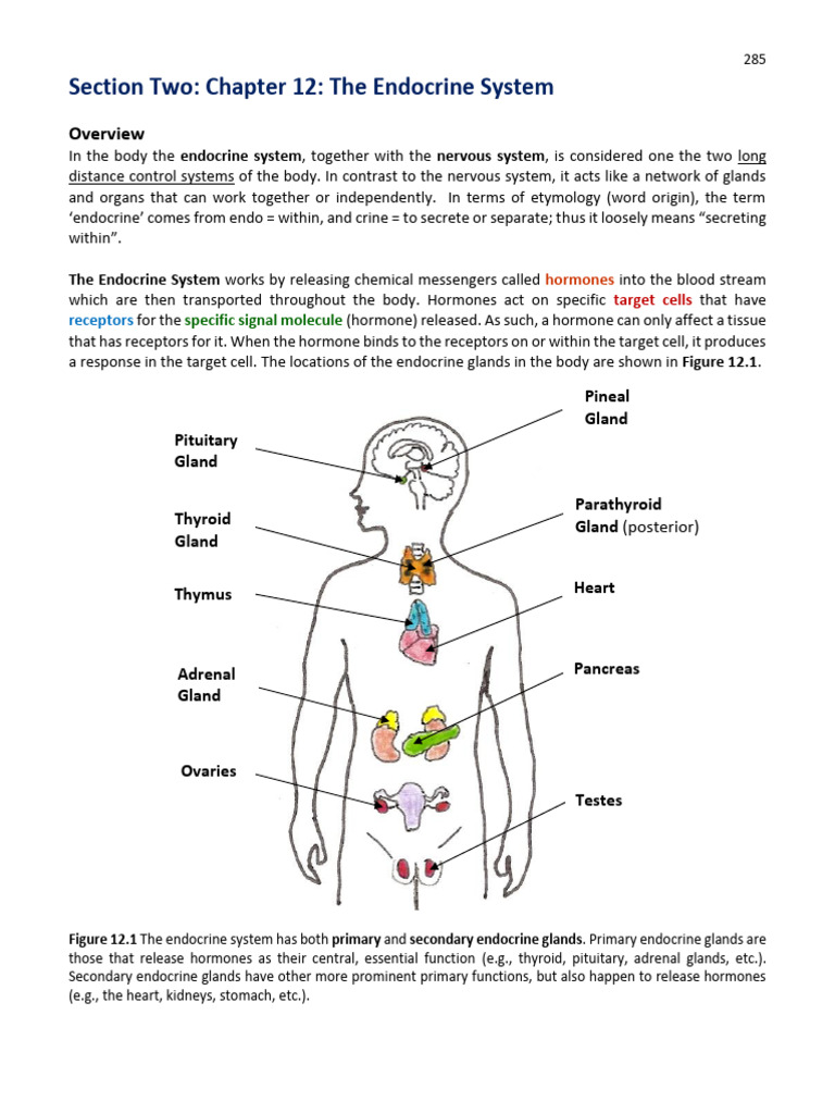 Understanding the Endocrine System | PDF | Endocrine System | Pituitary ...