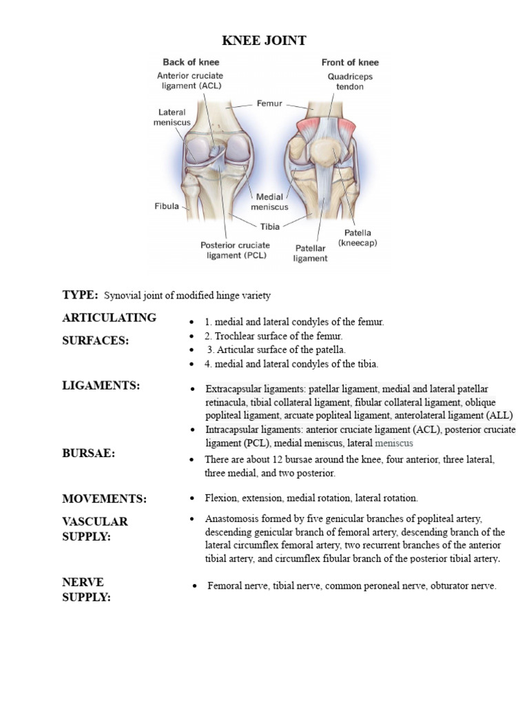Knee Joint Anatomy Overview | PDF