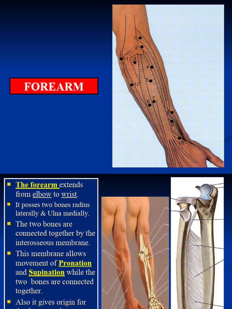 Anterior Forearm Muscle Overview | PDF | Thumb | Anatomical Terms Of Motion