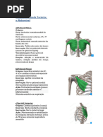 Músculos Do Tórax | PDF | Sistema Locomotor | Anatomia humana