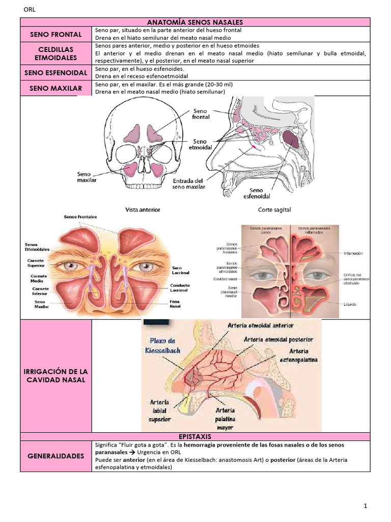 Epistaxis | PDF | Medicina CLINICA | Cabeza y cuello humanos