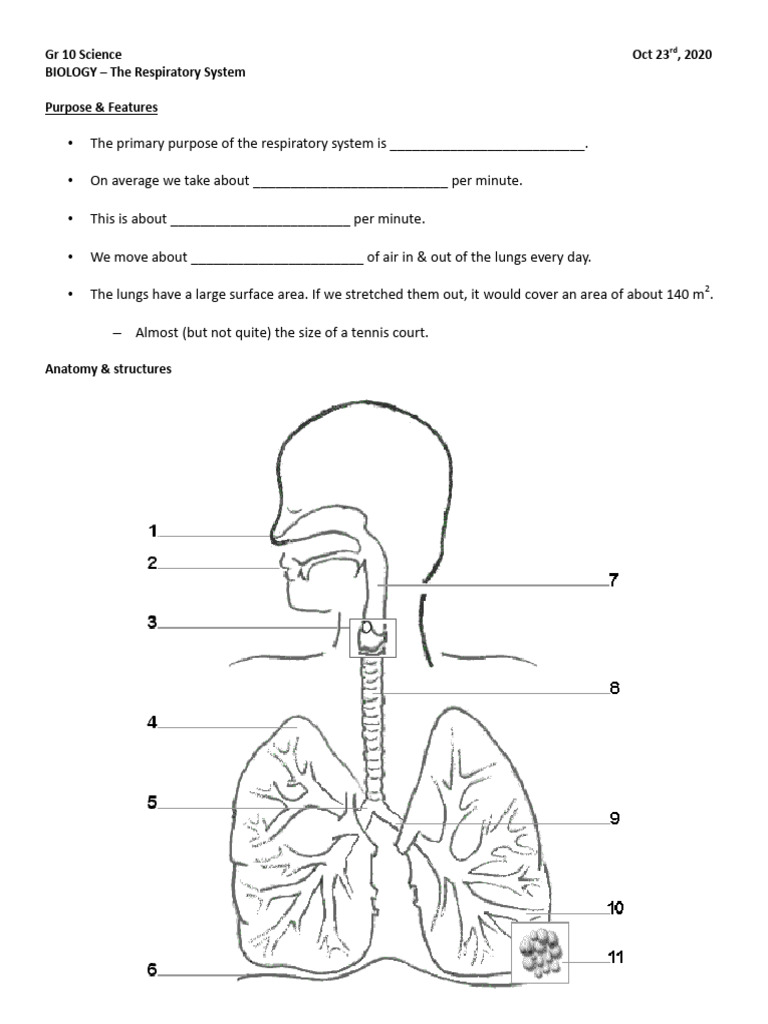 BIOLOGY The Respiratory System Note Handout Oct 23 | PDF | Lung ...