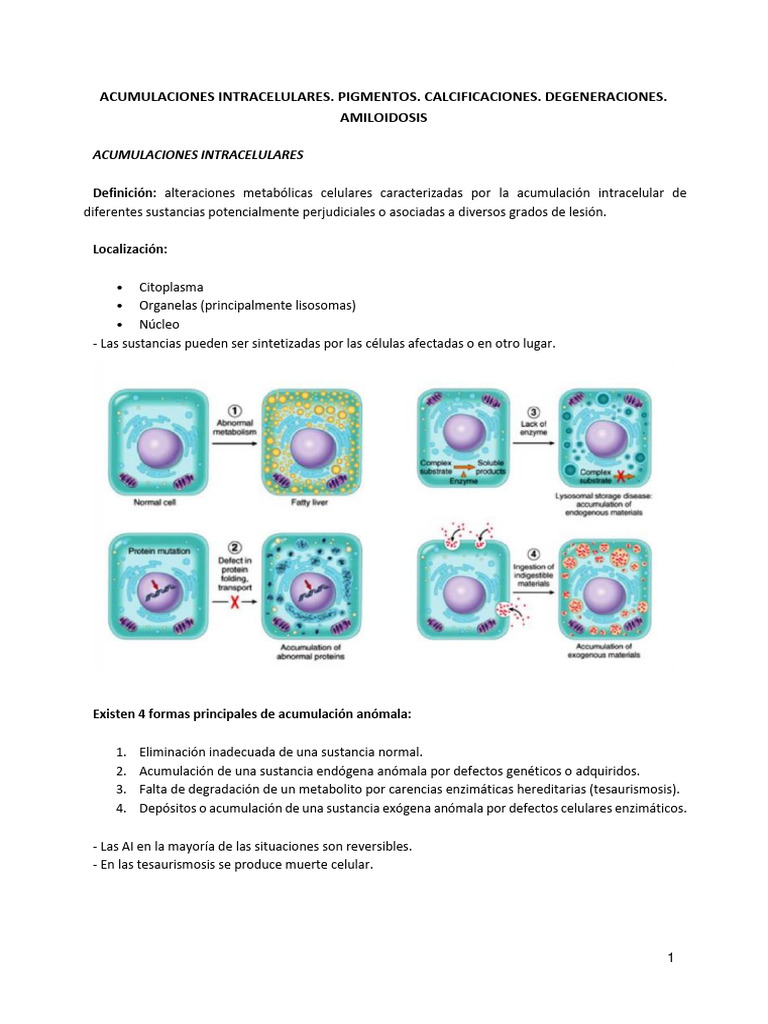 2-Acumulaciones Intracelulares | PDF | Especialidades Medicas | Biología