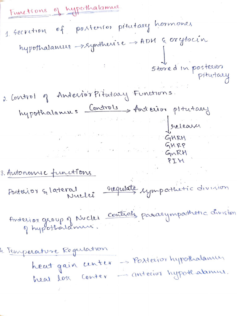 Functions PF Hypothalamus | PDF | Hypothalamus | Endocrine System