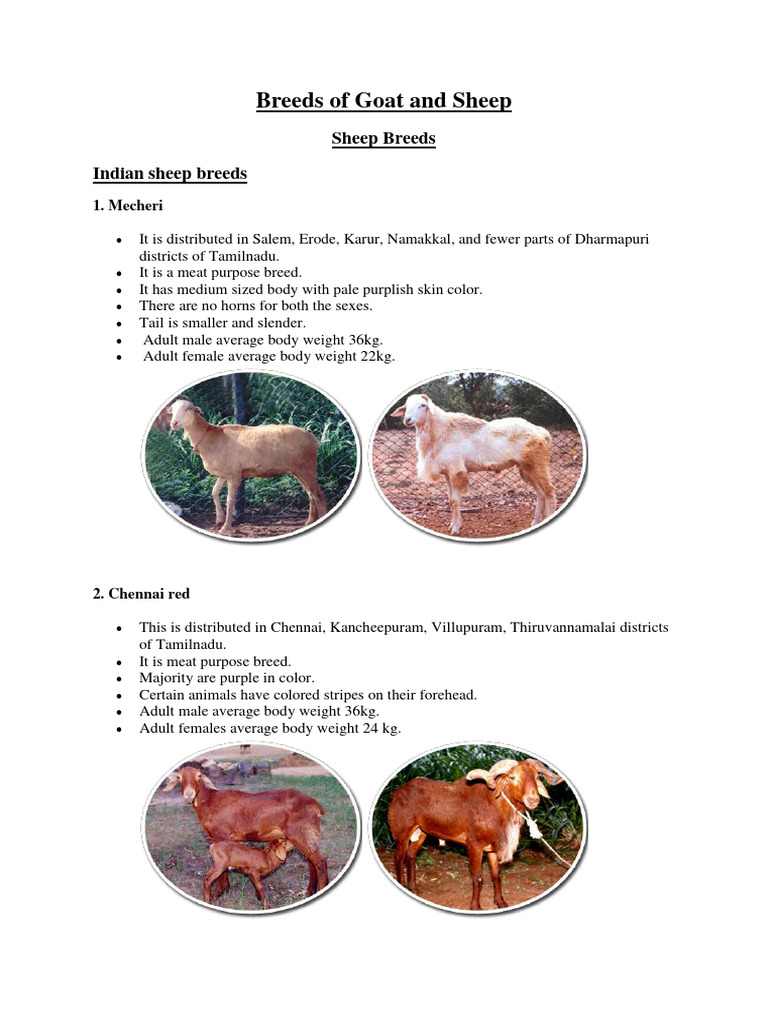 Indian Goat and Sheep Breeds Overview | PDF | Sheep | Goat