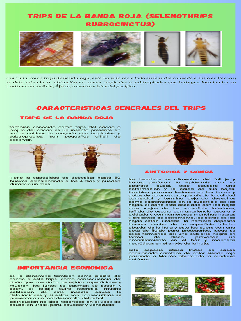 Ciclo Biológico y Control del Trips del Cacao | PDF | Hoja | Insectos